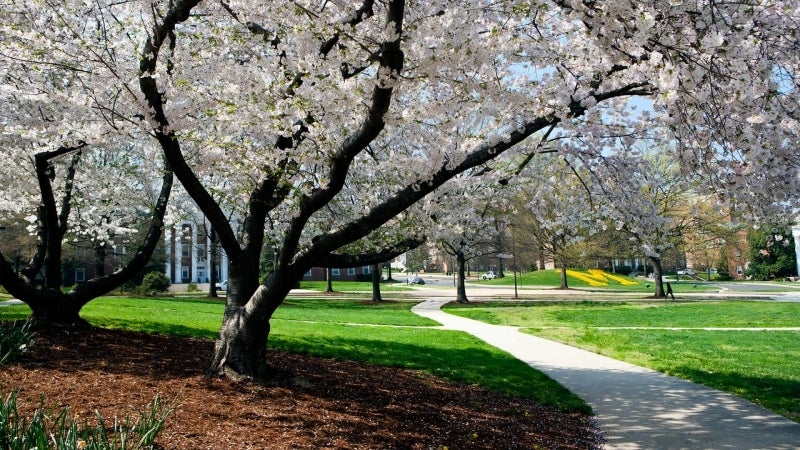 Meet the New Members of the SPP Alumni Board | UMD School of Public Policy